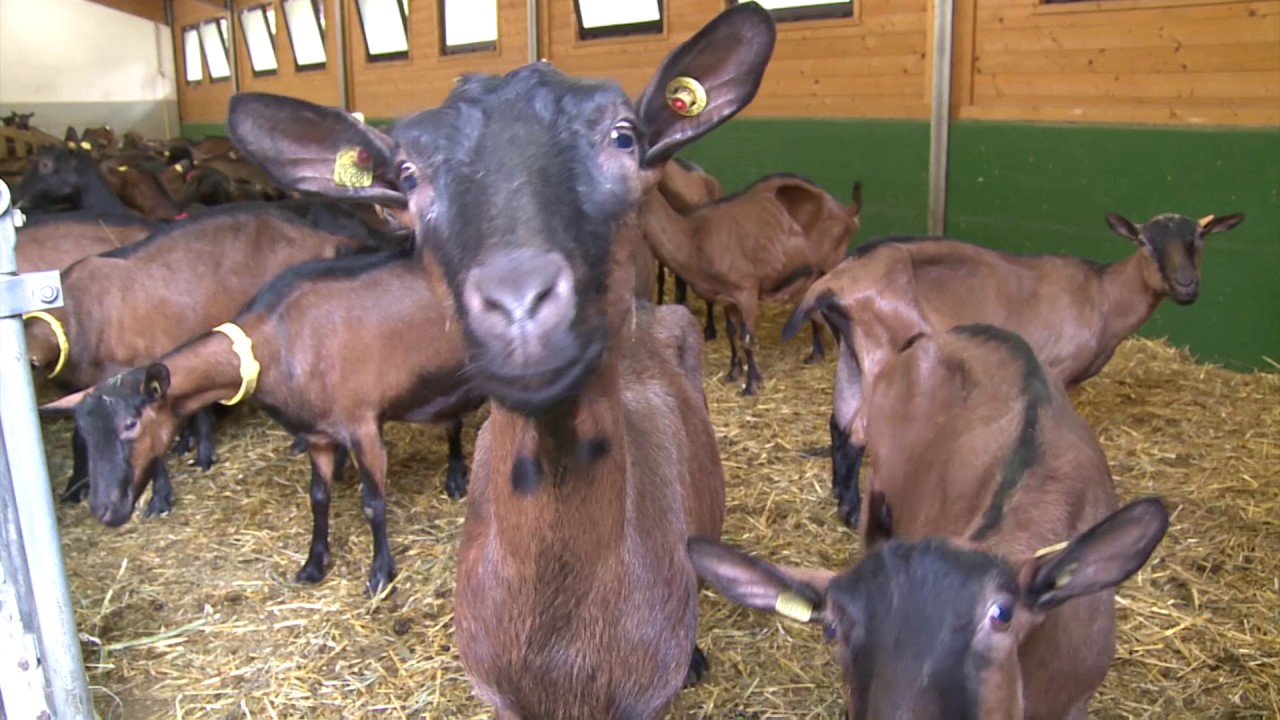 Stalla delle capre - Alessio Zerga - YouTube