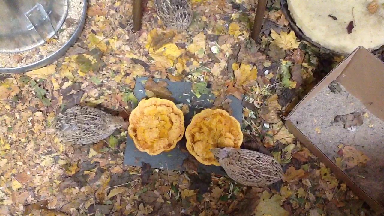 Forming a Bevy of Quail - YouTube