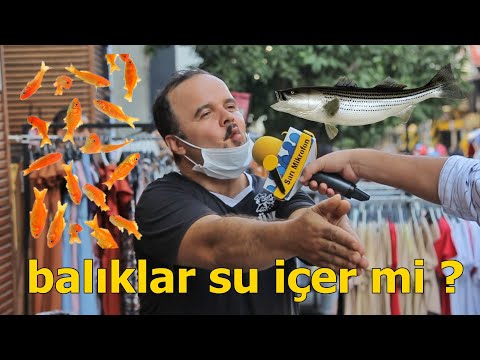 BALIKLAR SU İÇER Mİ ? - SARI MİKROFON