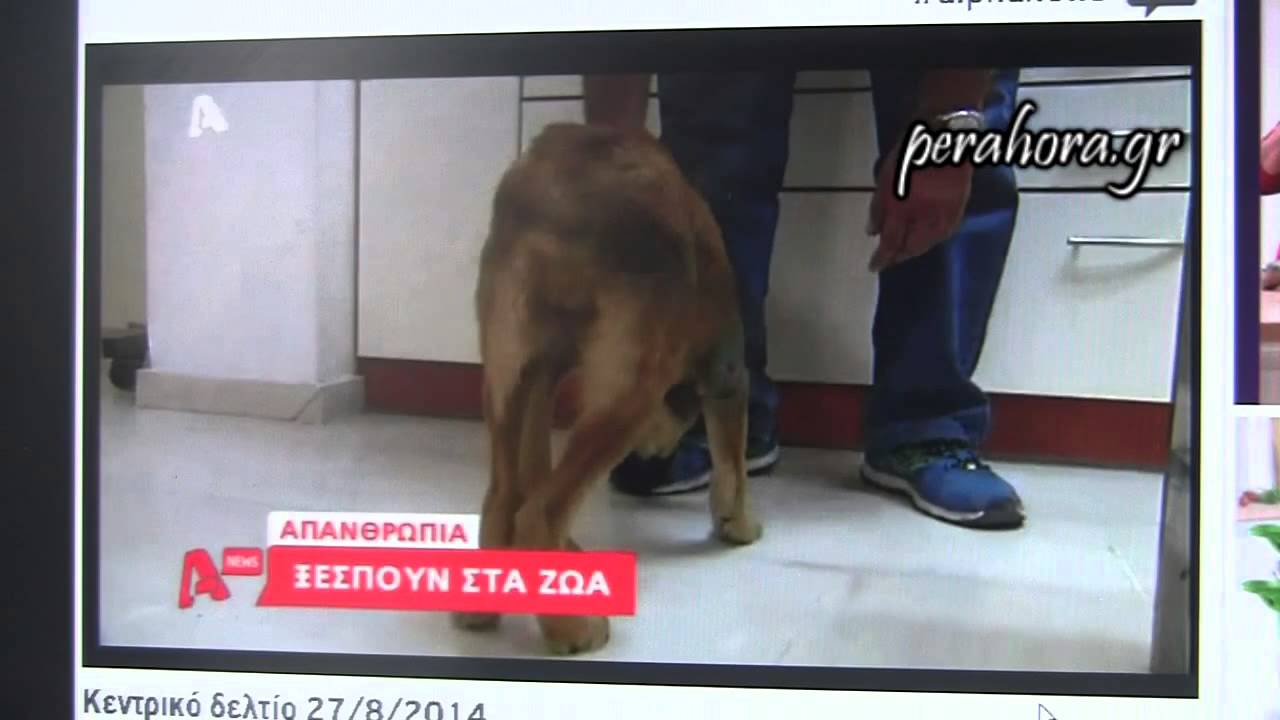 ΤΑ ΑΔΕΣΠΟΤΑ ΣΕ ΛΟΥΤΡΑΚΙ ΚΑΙ ΠΕΡΑΧΩΡΑ - YouTube