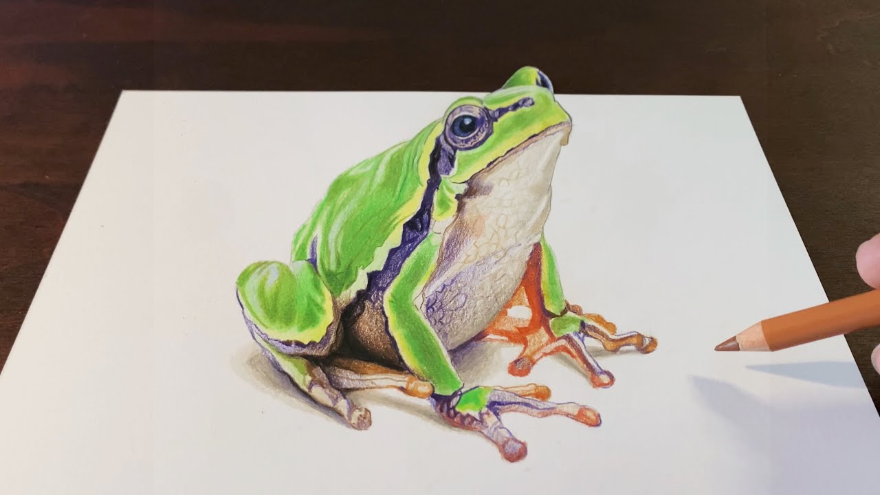 How to draw a frog in 3D - Coloured pencil drawing - Amazing 3D trick ...