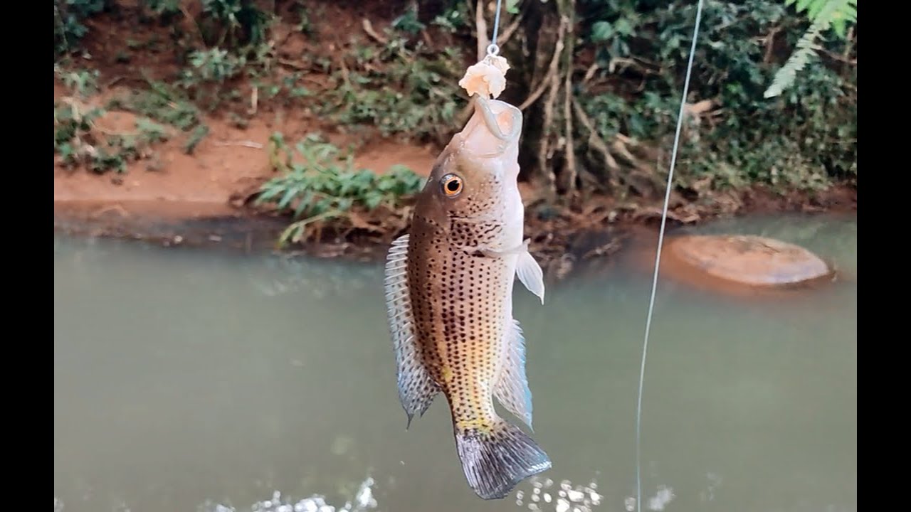 En la quebrada pescando guapotes Dovi - YouTube