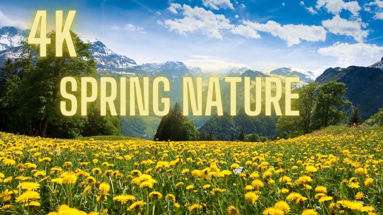 SPRING Nature 4K - Ambience Relaxing Music - Peaceful Soothing ...