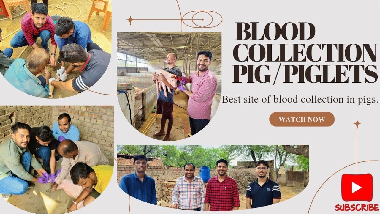 Methods of blood collection in pig #pig #piglets - YouTube