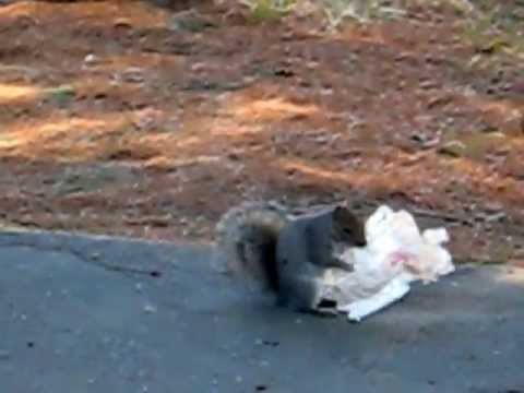 Squirrel enjoys a sandwich wrapper - YouTube