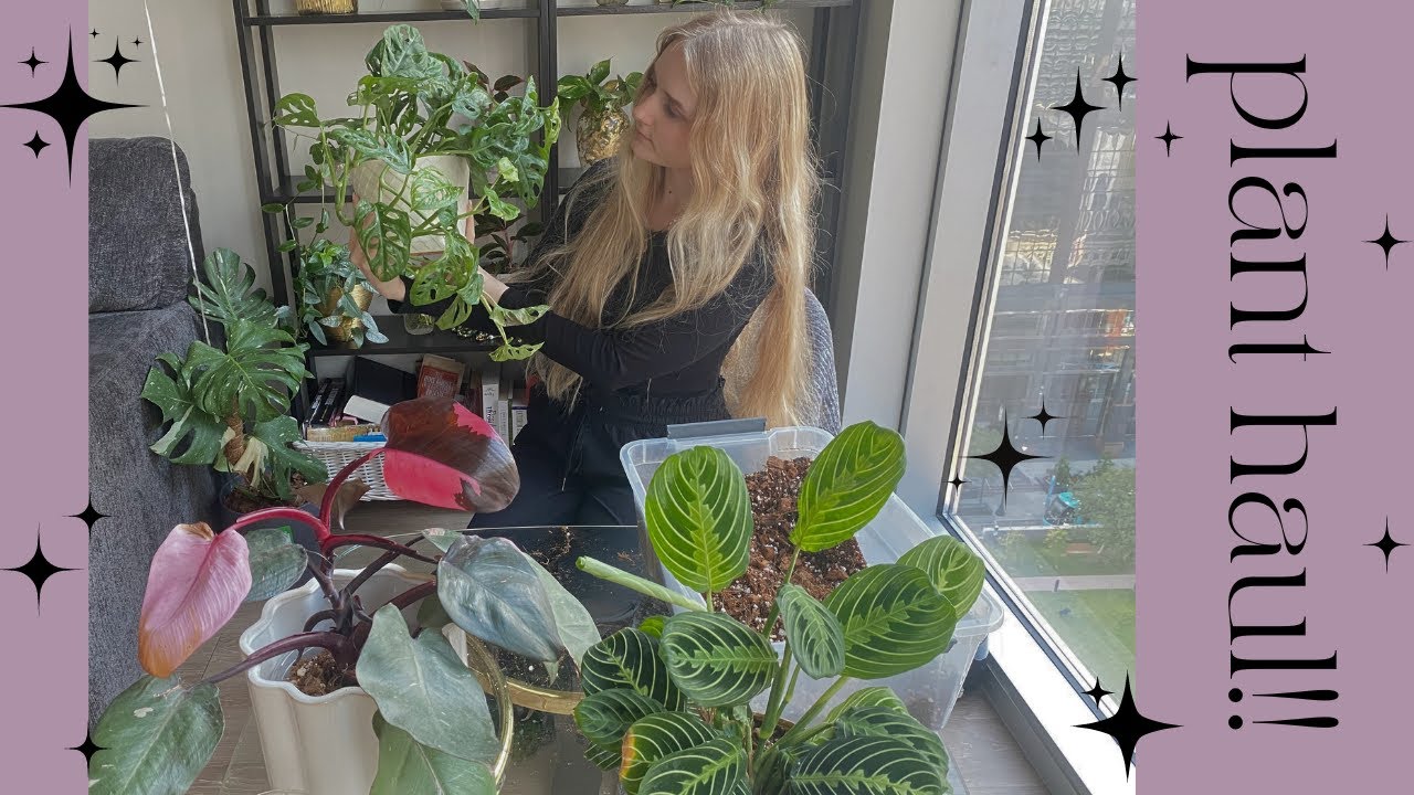 PLANT HAUL | Pink Princess, Monstera Adansonii, and Maranta plant ...