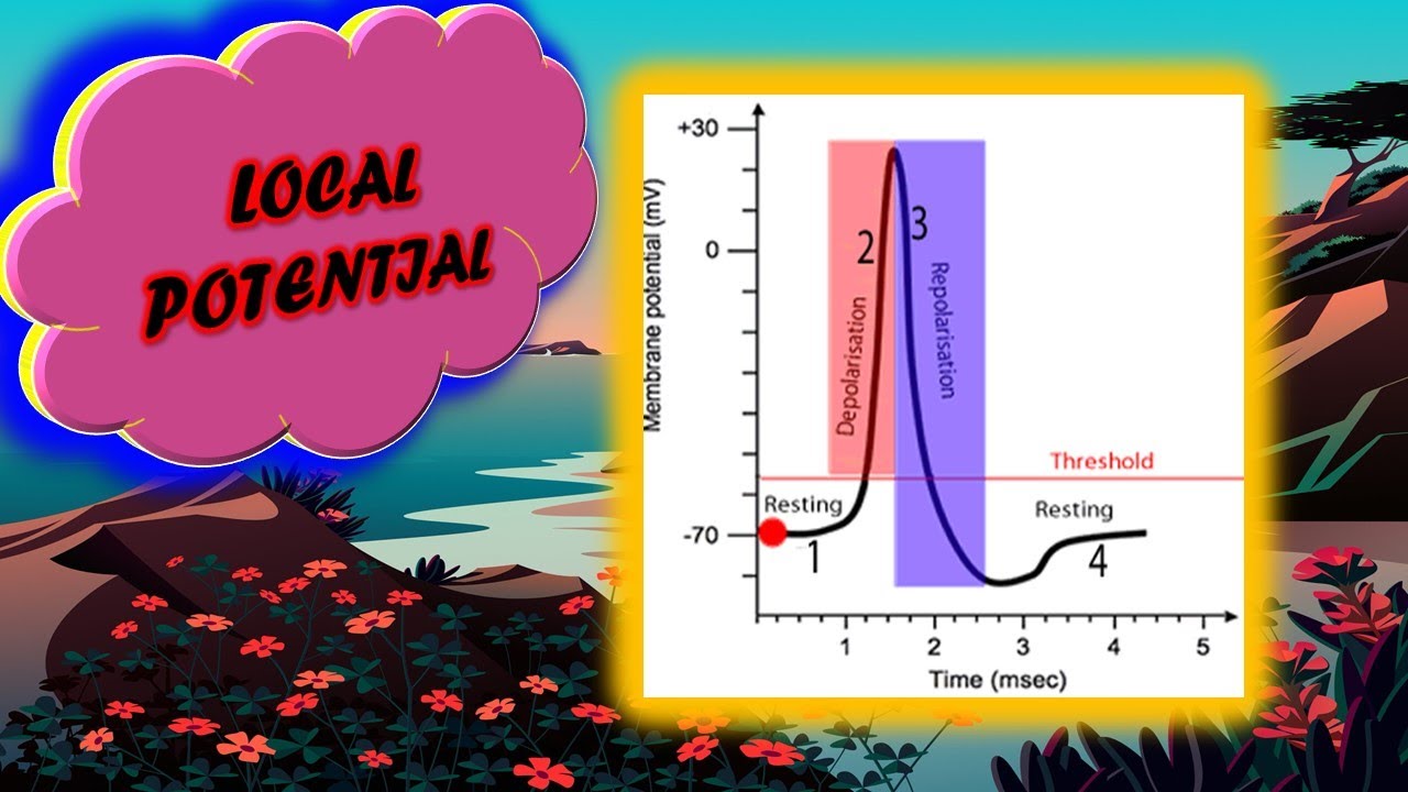 Local Potential [NERVOUS SYSTEM PART 7]Full Explanation in Hindi | By N ...