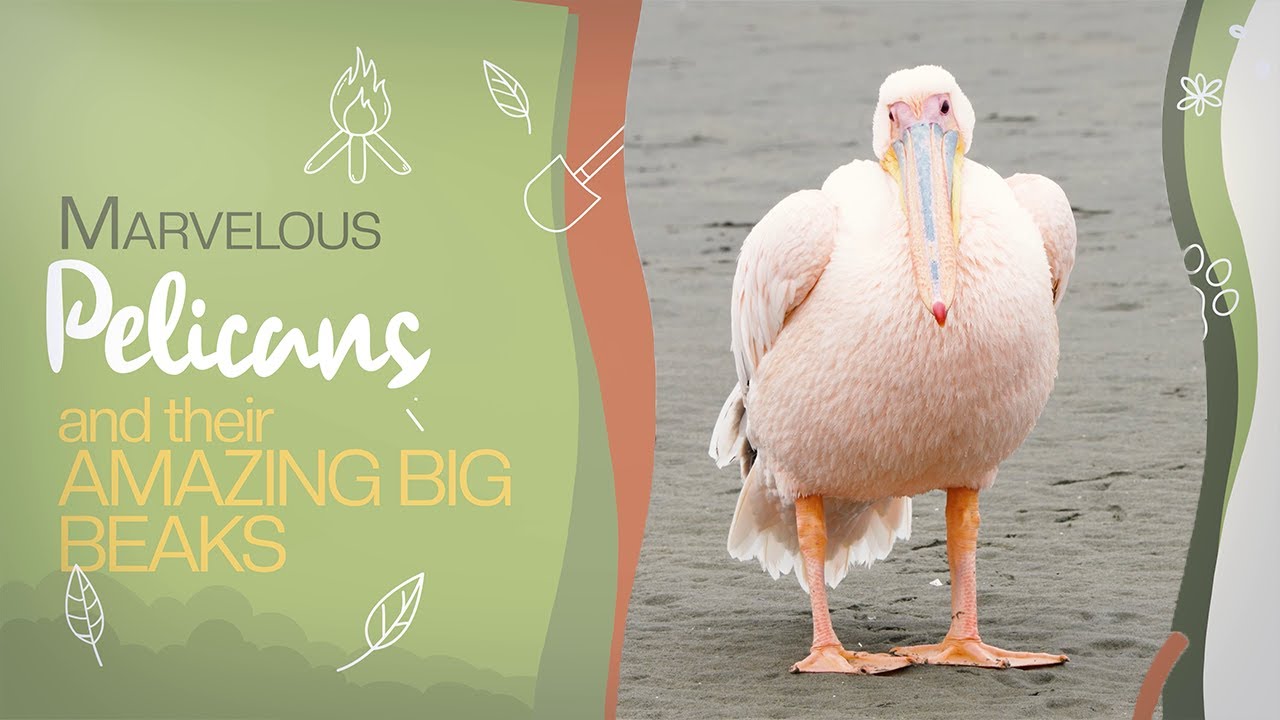 MustBeMad Kidz | Marvelous Pelicans and their Amazing Big Beaks - YouTube