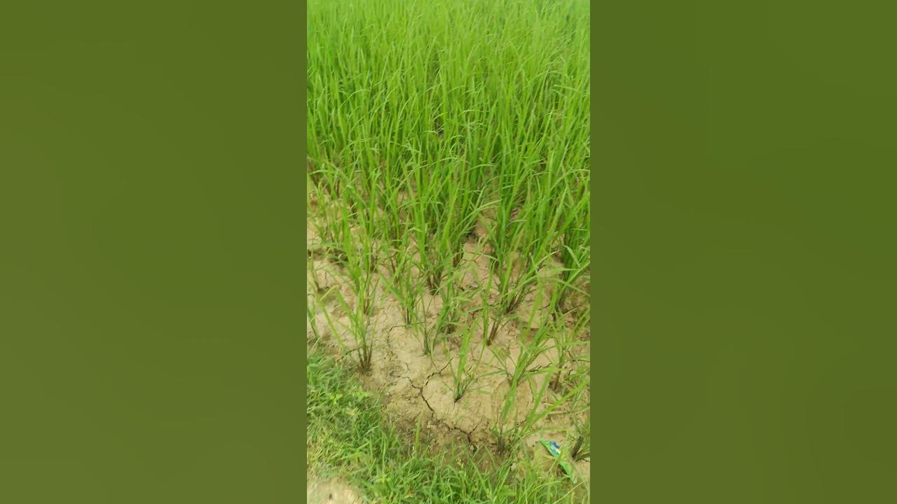 dhan ka khet - YouTube