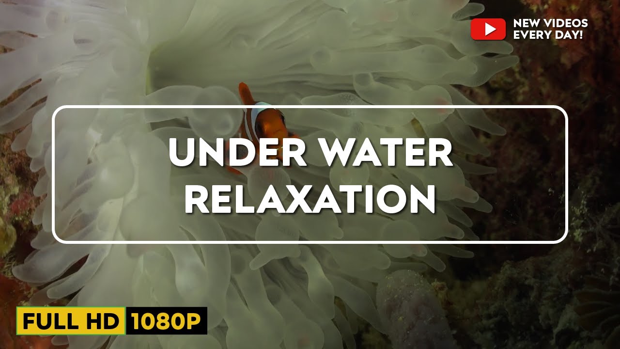 Calm Marimba Music & Water Sounds in Aquarium • Sleep, Relax, Spa, Yoga ...