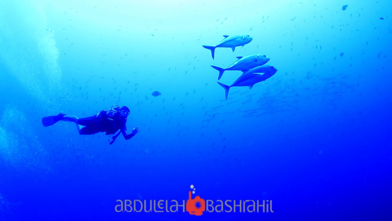 Diving in Yanbu , Red Sea - YouTube