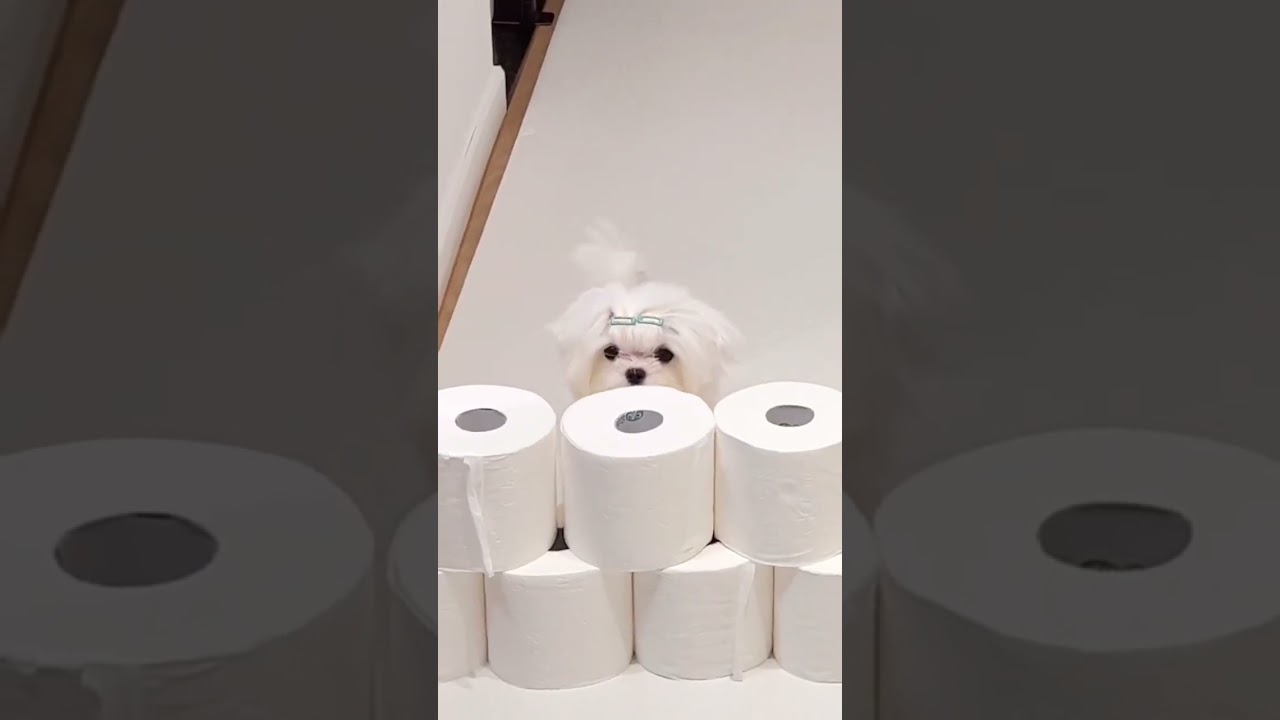 #dog #pets #petfofinho #shitzu rede social @miso_ara - YouTube