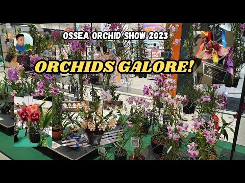 OSSEA Orchid show 2023 by Orchid Society of South East Asia (Orchids ...