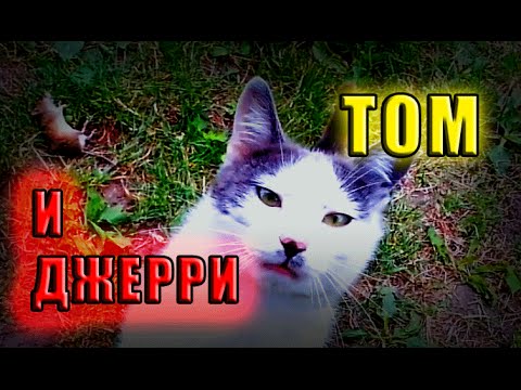 Кот Том и мышка Джерри (Охота)....................