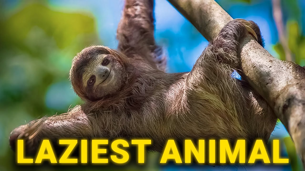 9 Most Laziest Animals In The World By The Facts Report - YouTube