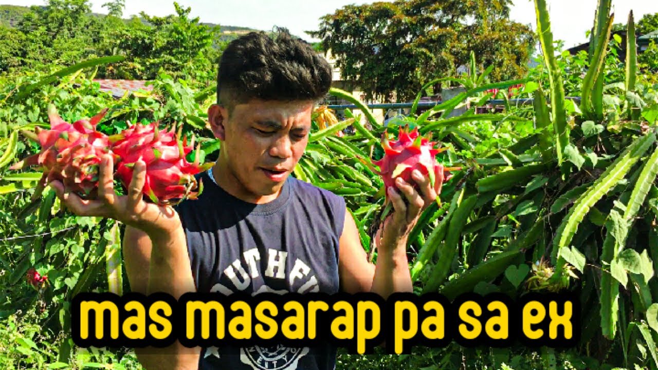 DRAGON FRUIT PARANG PINYA |MASARAP PA SA EX - YouTube