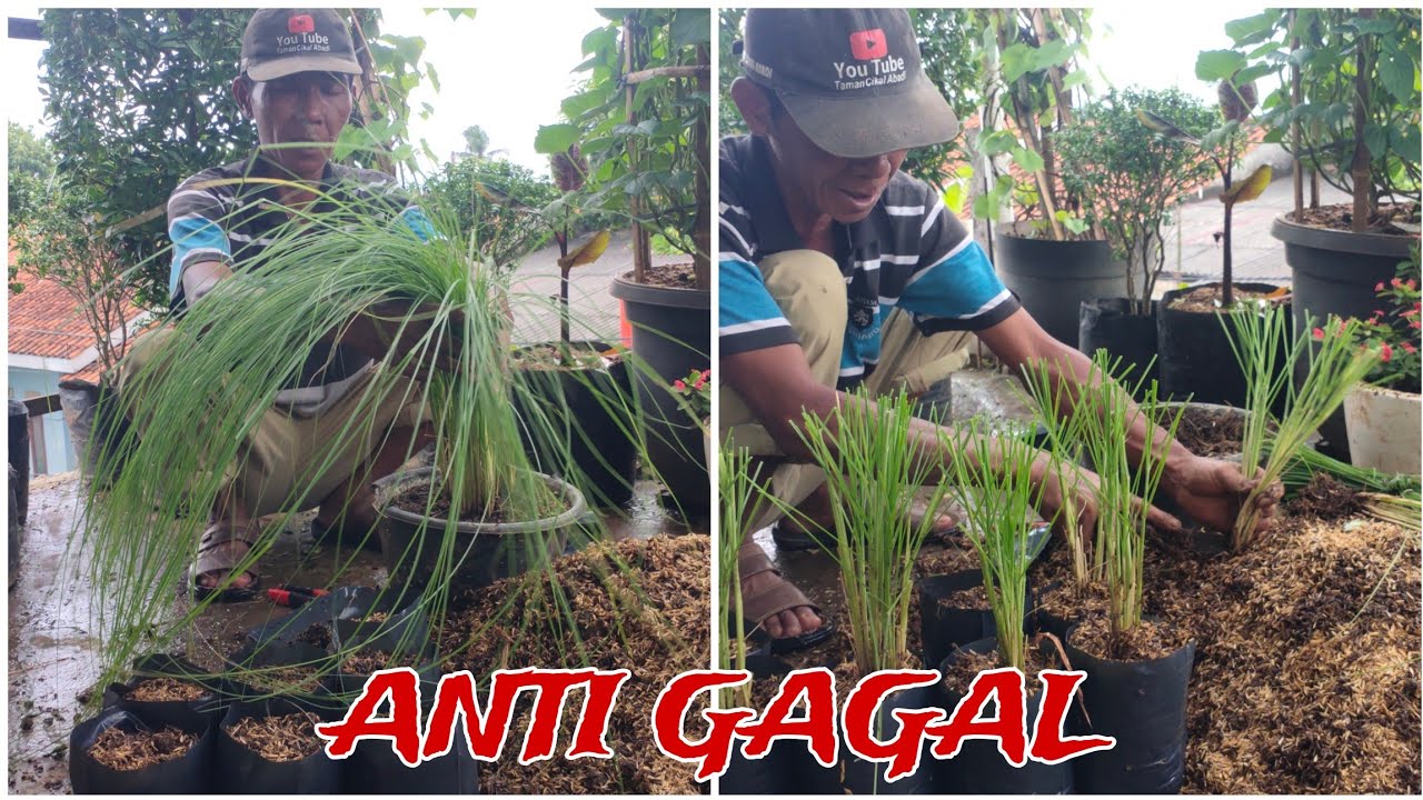 CARA PERBANYAK TANAMAN RUMPUT KUDA !! - YouTube