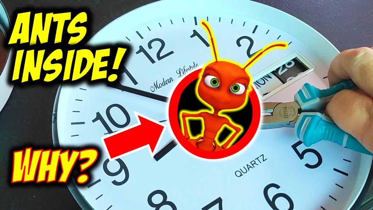 How Crazy Ants Destroy Electronic Devices | Quartz Wall Clock Repair - YouTube
