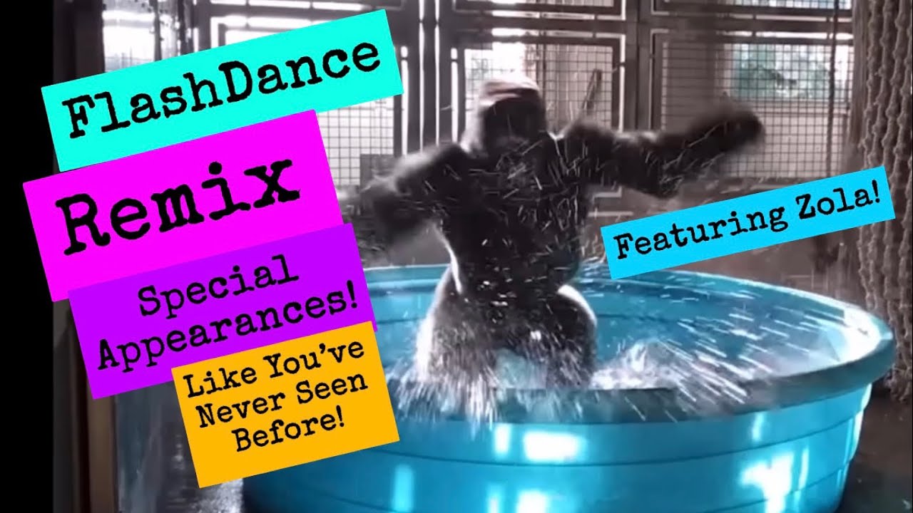 Breakdancing Gorilla dances to FlashDance #gorilla #ape #flashdance # ...