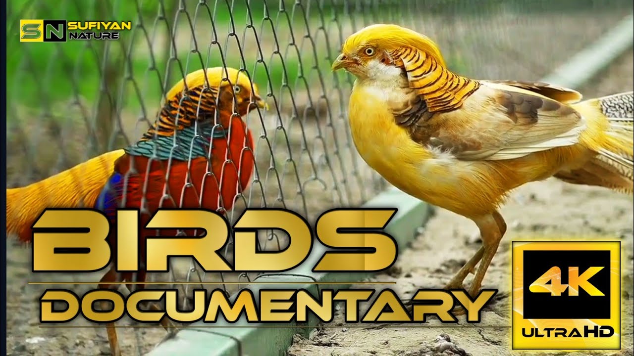 Birds documentary 2024#birds #wildlife #birdsounds - YouTube