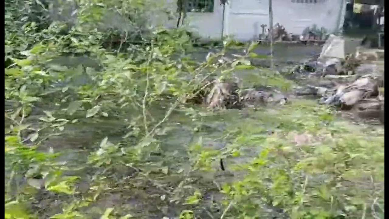 Ulam napupulot Lang sa tabi tabi - YouTube