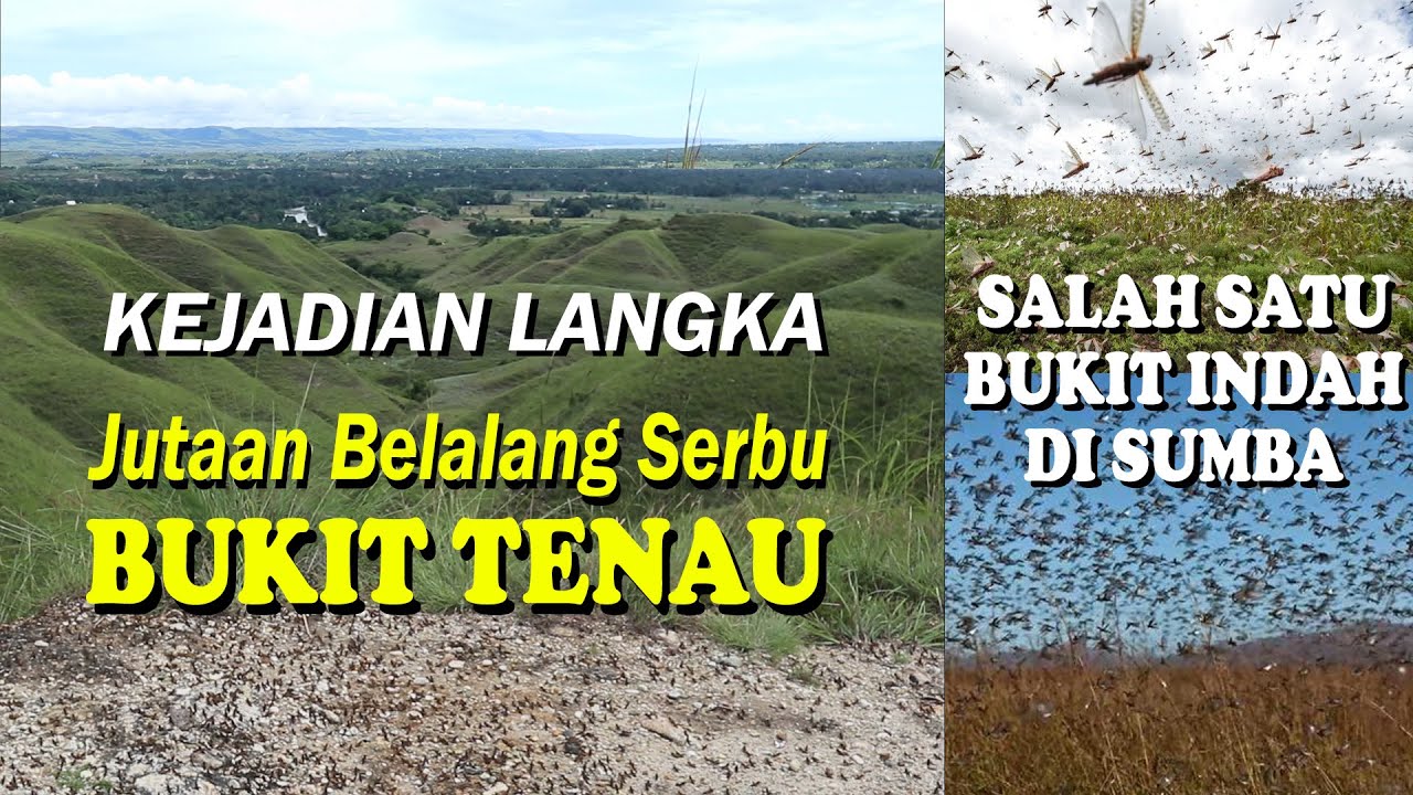 JUTAAN BELALANG IKUT MENIKMATI KEINDAHAN BUKIT TENAU DI PULAU SUMBA ...