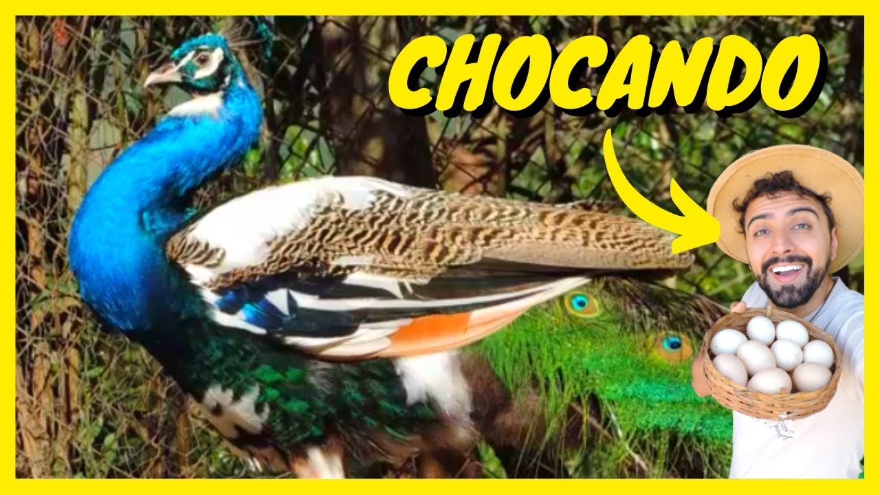 Ovo De Pavão Para Chocar - BRAINCP