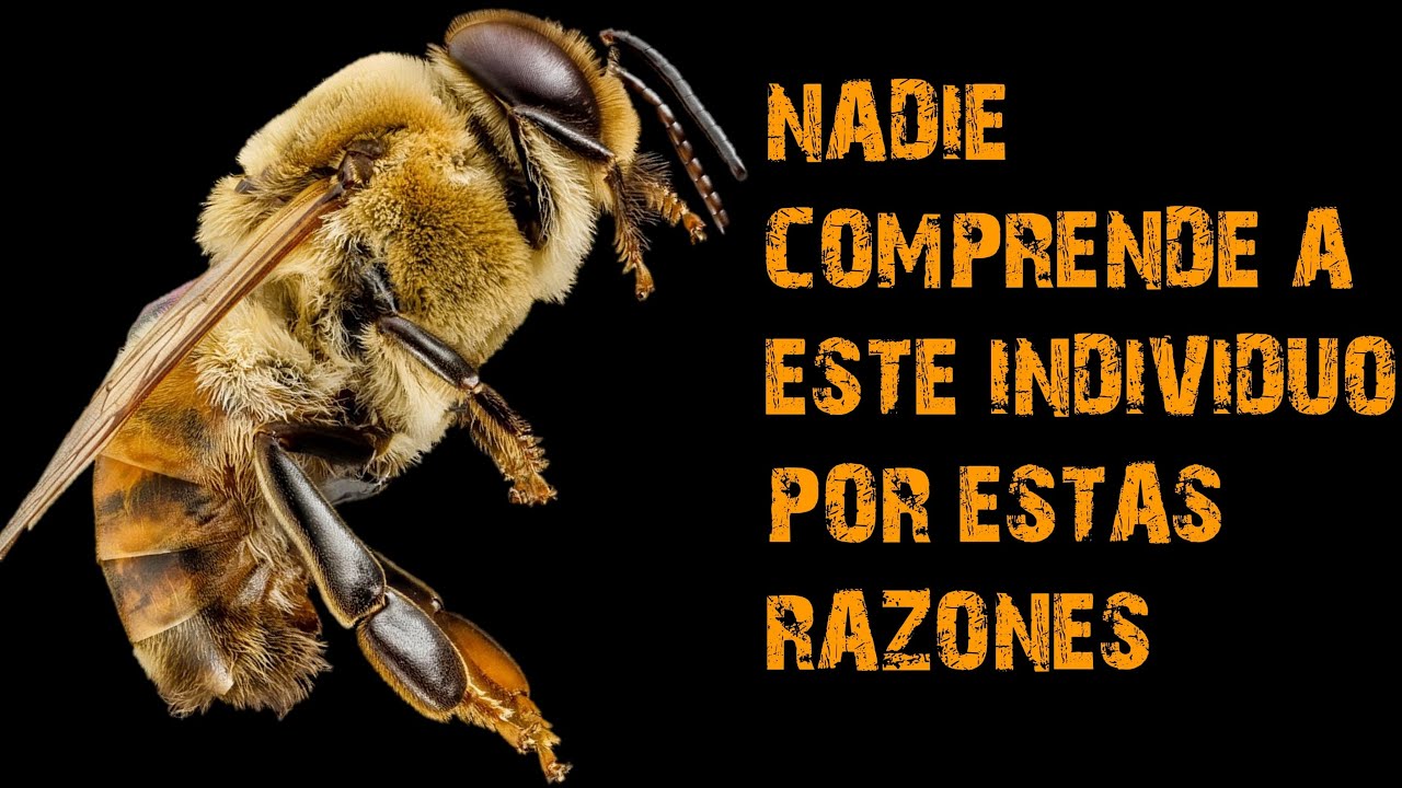 LA DIFICIL TAREA DE UNA ABEJA ZANGANO DOCUMENTAL, que hacen los ...