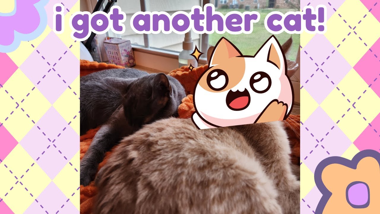 getting a cat! First week of my new job part 2! kittens cleaning easy ...