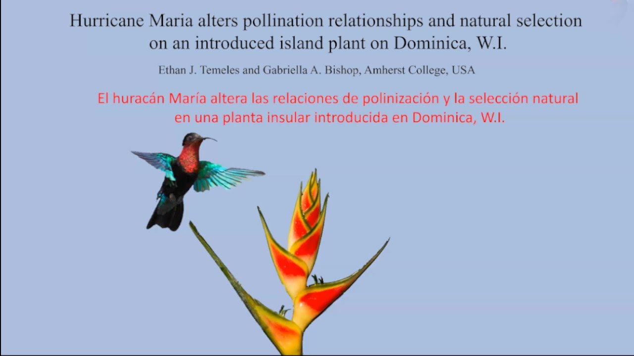 Hurricane Maria Alters Hummingbird Pollinator Relationships on Dominica ...