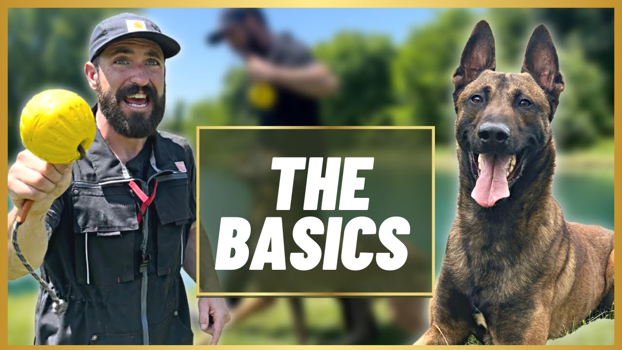 EASY OBEDIENCE TRAINING MADE FUN WITH MY BELGIAN MALINOIS! - YouTube