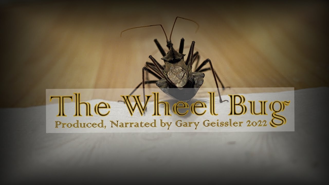 The Wheel Bug - YouTube