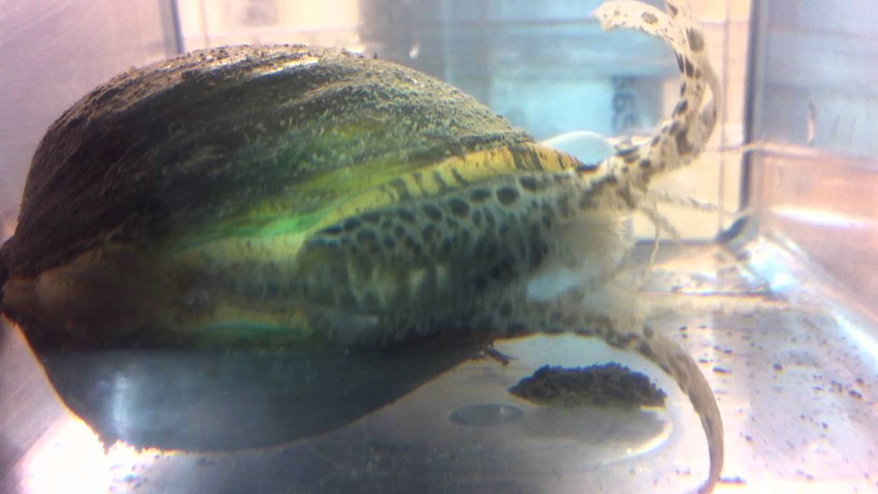 Neosho mucket luring - YouTube