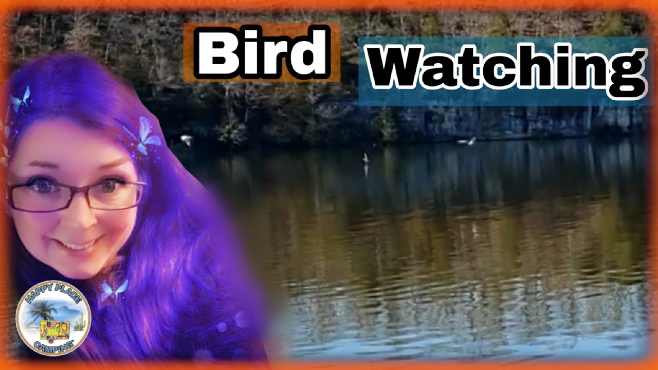Bird Nose Dives Into Lake - YouTube