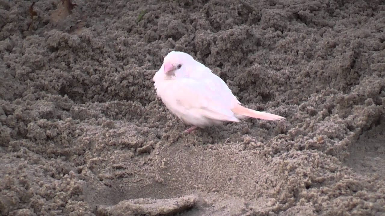 Albino mus - YouTube