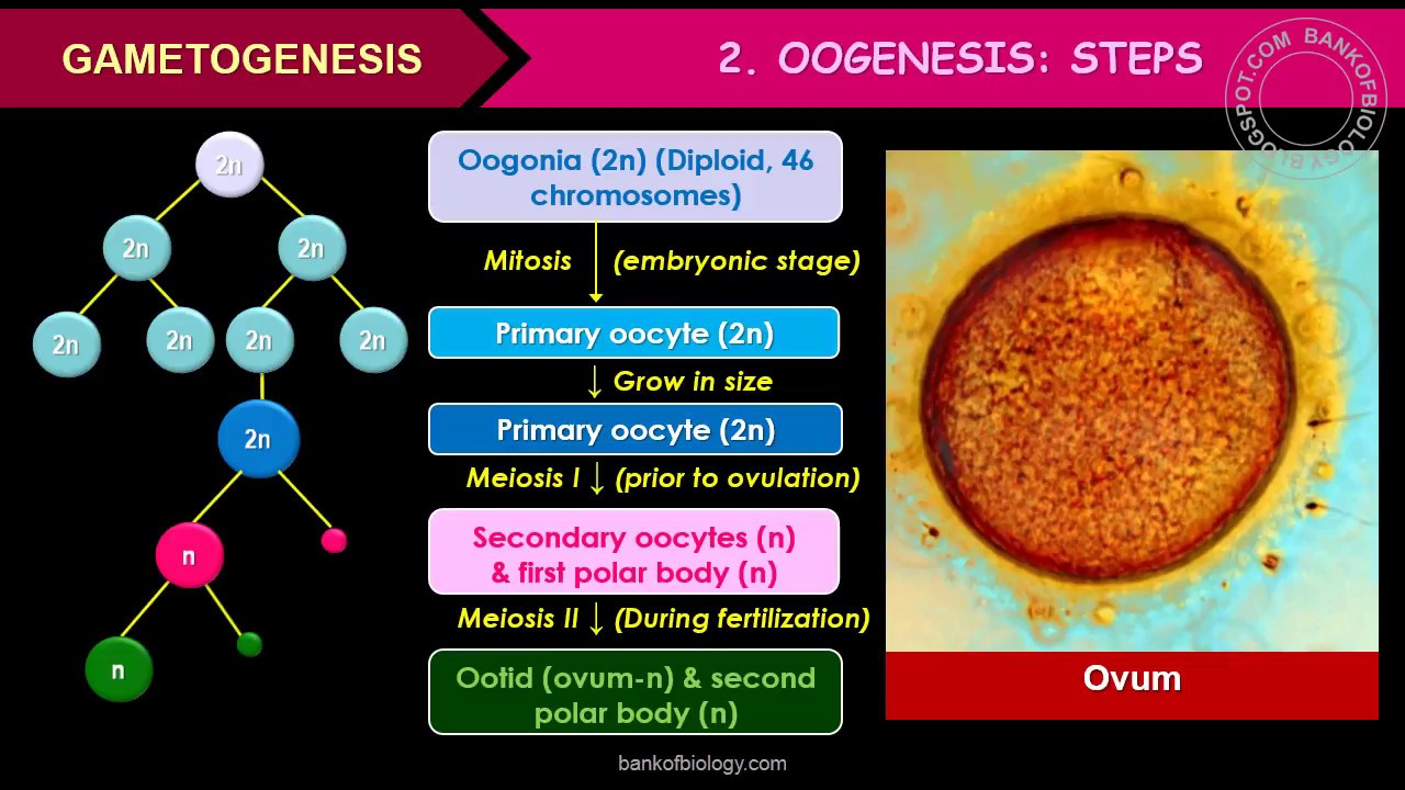 human reproduction part 4 gametogenesis (oogenesis) - YouTube