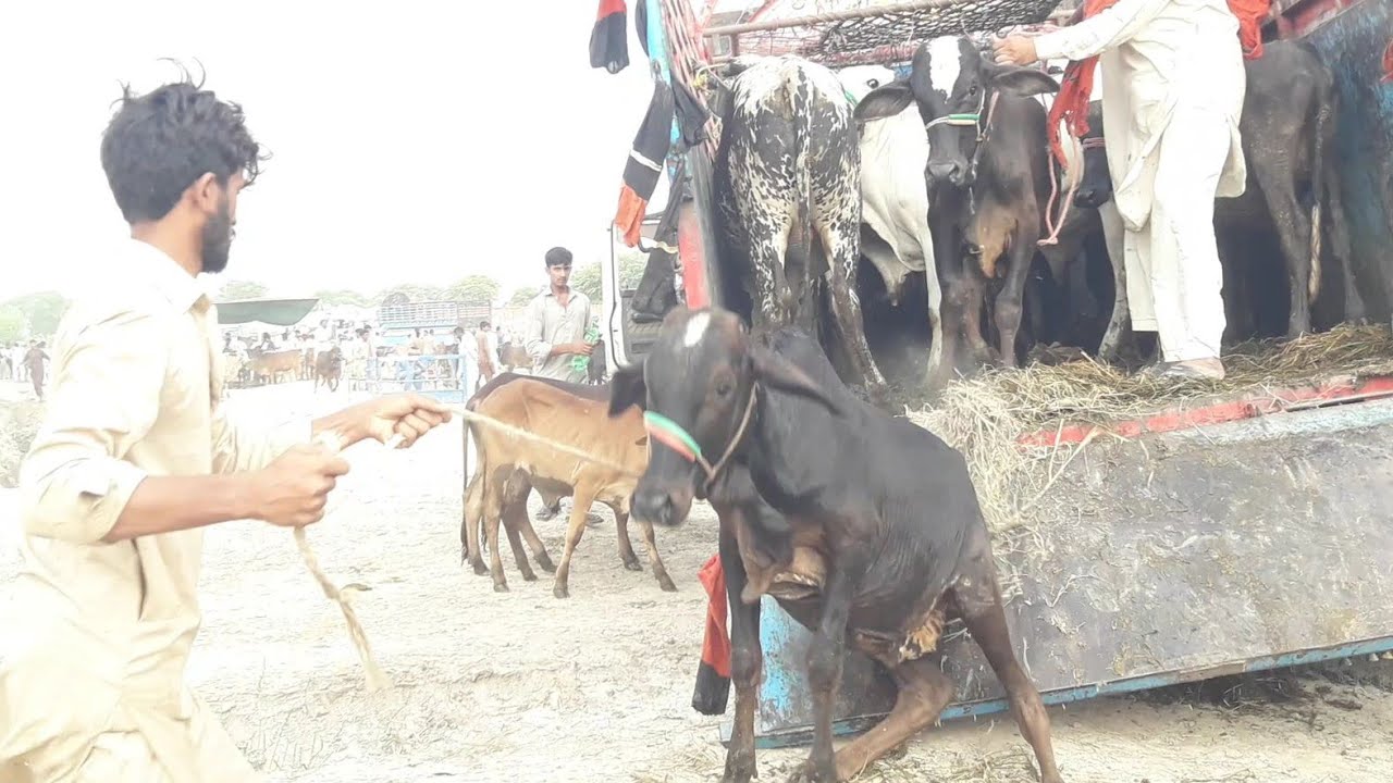 very dangerous Bulls unloading video,, beautiful cow bulls and Buffalo ...