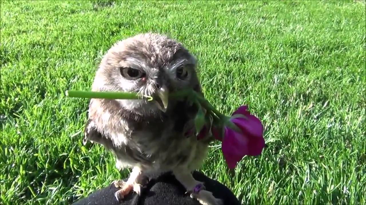Pequeño búho muestra adorable truco nuevo - YouTube