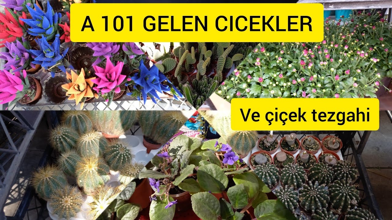 A101 MARKETE GELEN ÇİÇEKLER VE ÇİÇEK TEZGAHI - YouTube