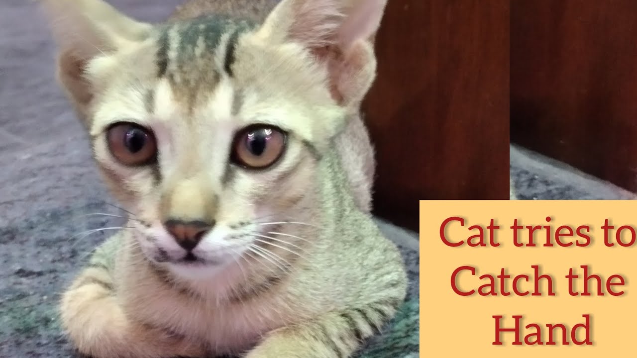 Cat tries to catch the hand funny - YouTube