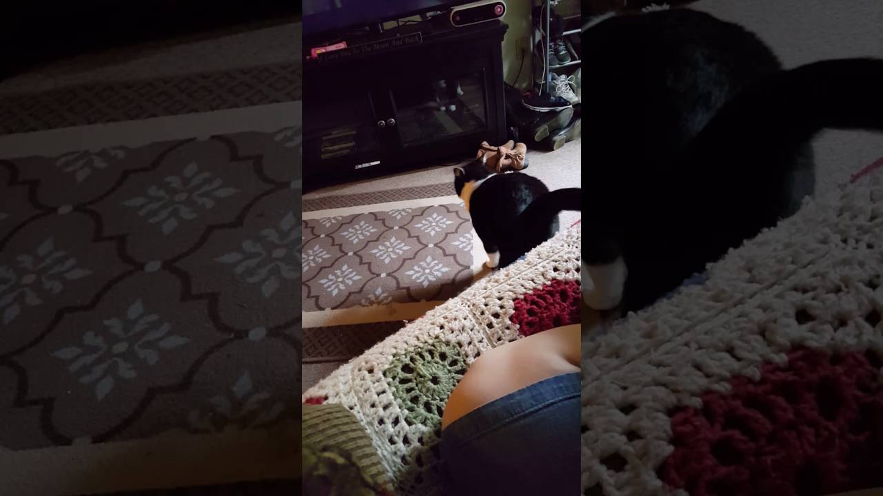 Funny fat cat Oreo gets angry when teased about his weight - YouTube