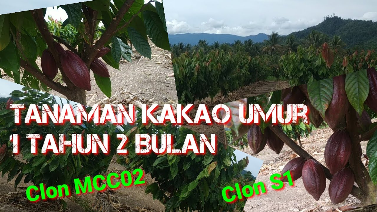 Kakao Umur 1,2 Bulan//Cepat Berbunga dan Berbuah//Tanaman Kakao Subur - YouTube