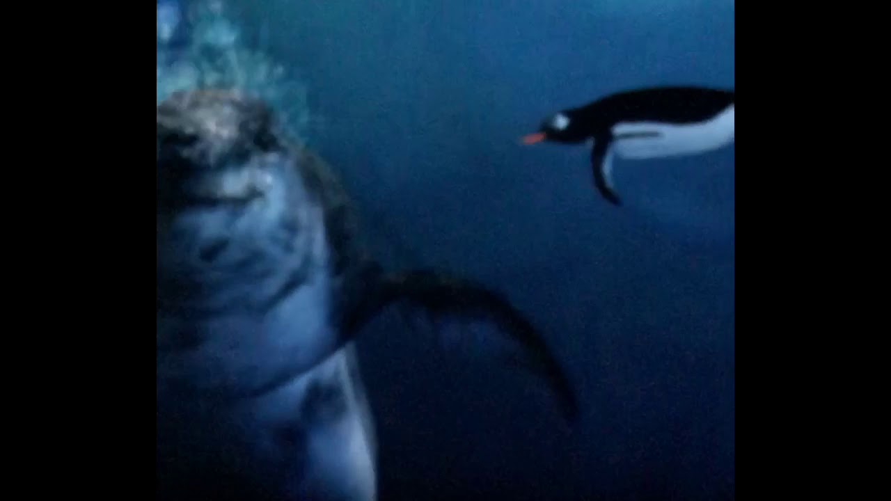 Antarctica: Empire Of The Penguin Ride Seaworld Orlando - YouTube