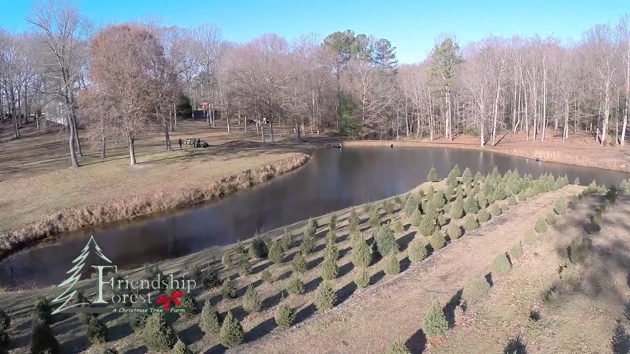 Frienship Forest Christmas Tree Farm - YouTube
