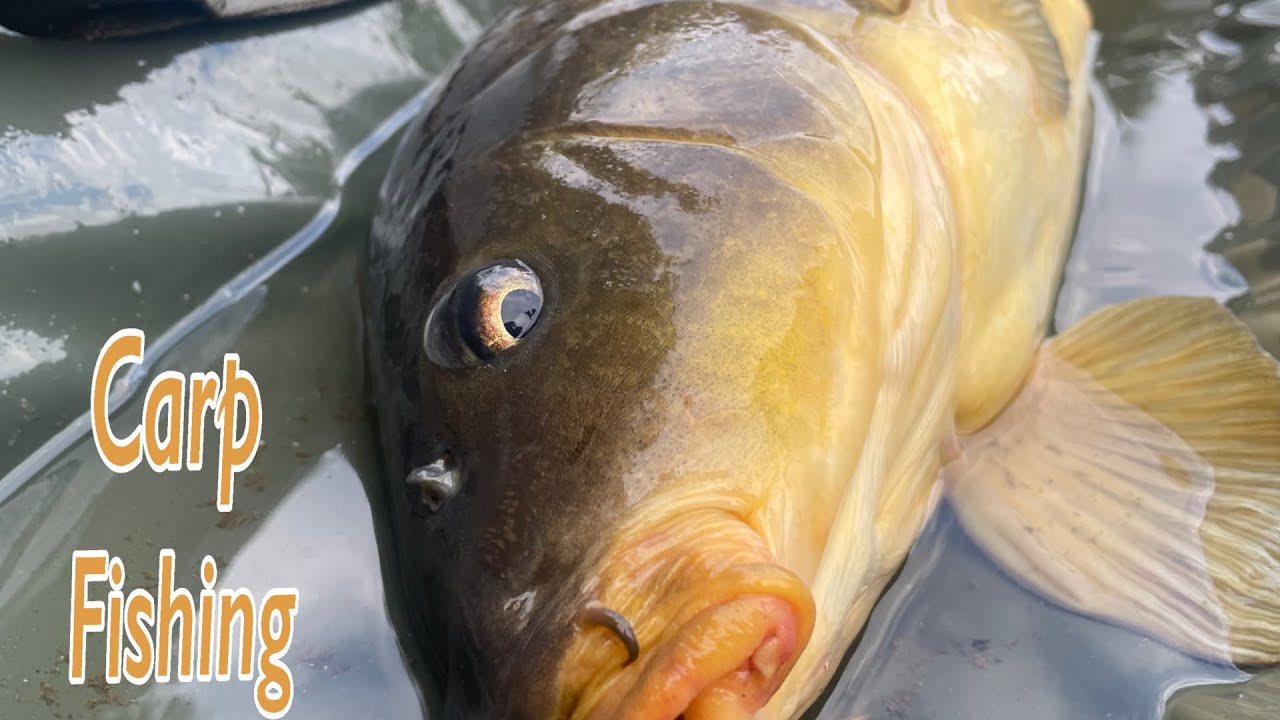 River Fishing for HUGE Carp! (So Much Action- Merrimack River) - YouTube