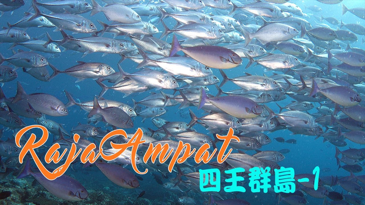 Raja Ampat Diving Liveaboard Cape Kri 4K 四王群島潛水 Episode-1 - YouTube
