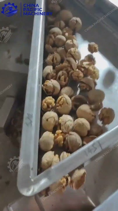 Complete Professional Walnut Shelling Line|Walnut Cracking Machine| Walnut Processing Machine ...