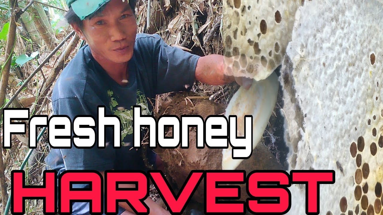 Ang daming pulot (honey) nakuha namin, catch and cook saray ng laywan ...