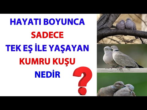 Kumru Kuşu ve Özellikleri