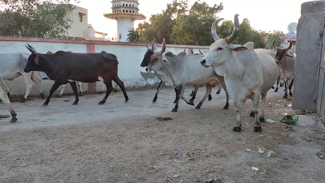 Kankrwj cow kutch gujrat kankrej - YouTube